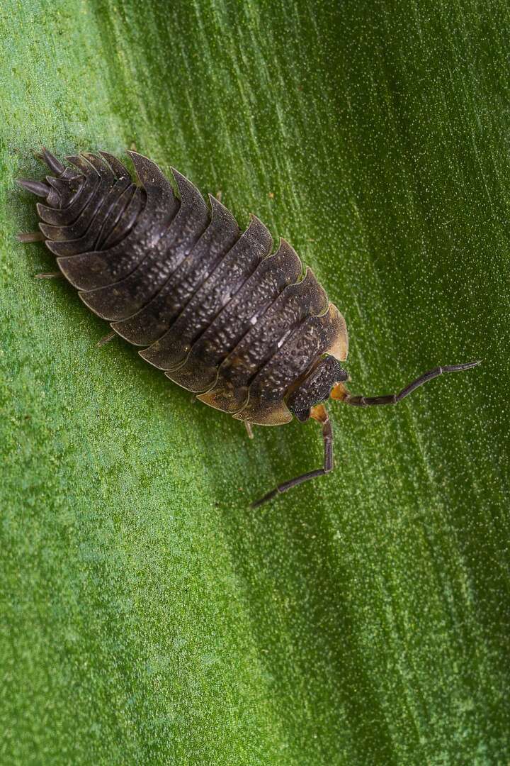 30 bugs to watch out for this fall in San Antonio