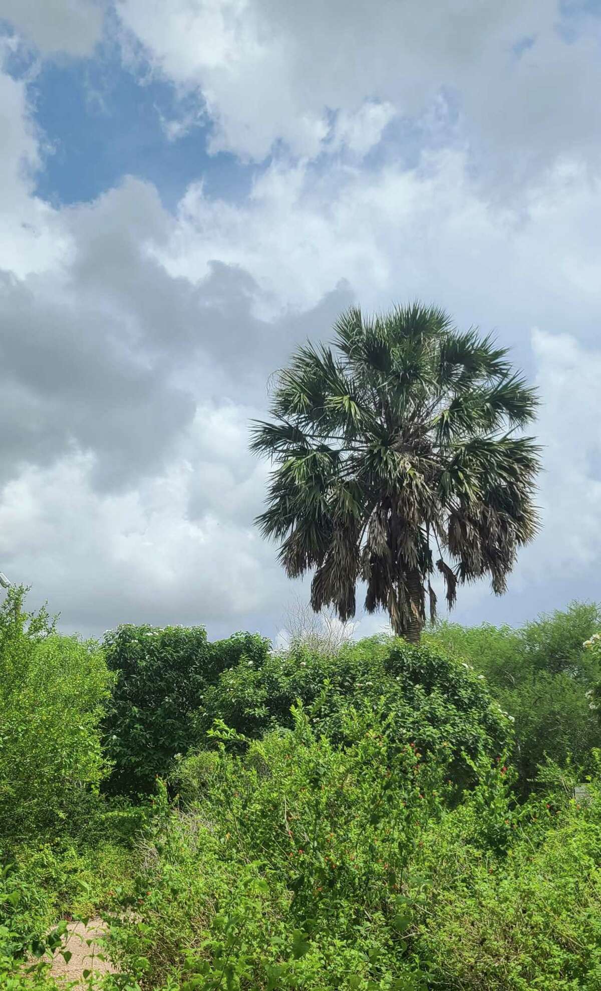 Lessons learned at Sabal Palm Sanctuary of South Texas