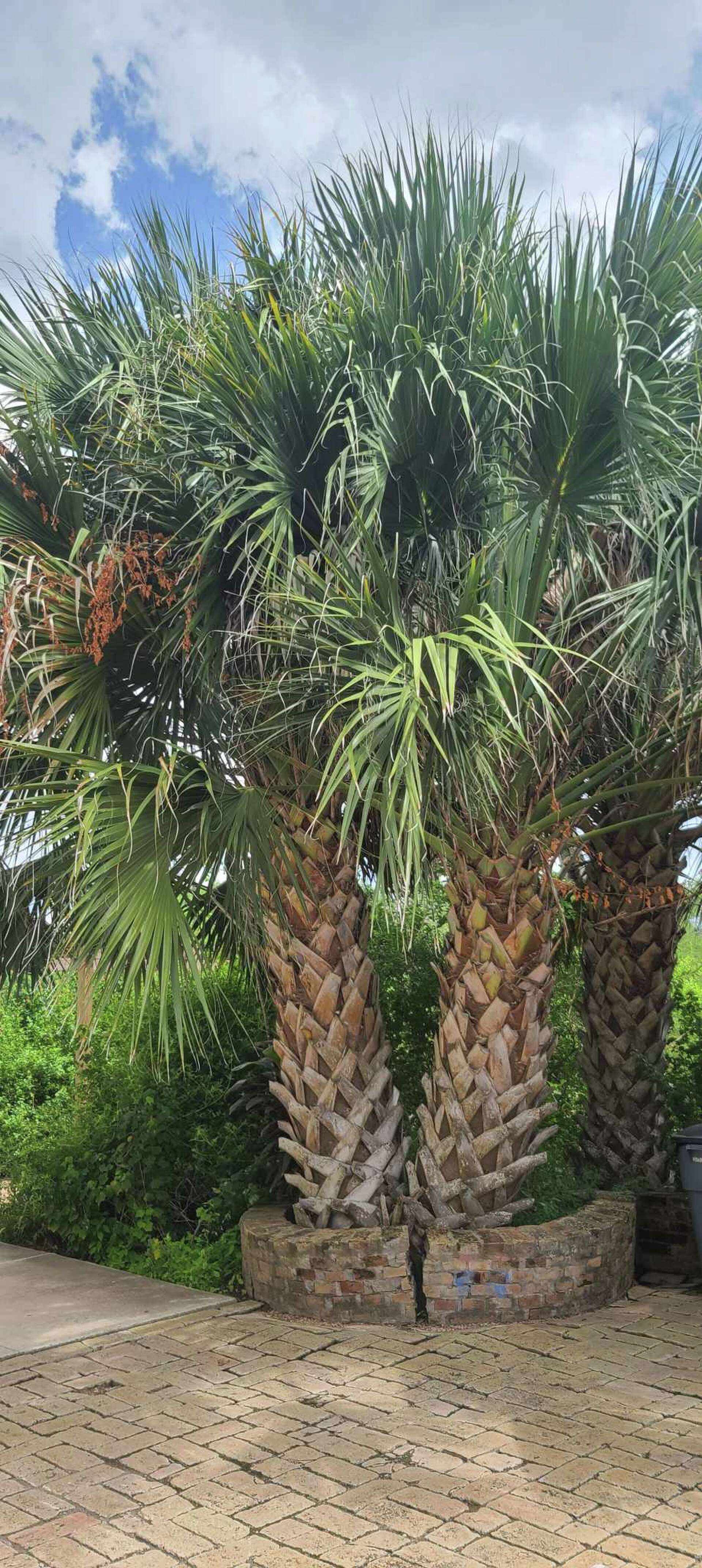 Lessons learned at Sabal Palm Sanctuary of South Texas
