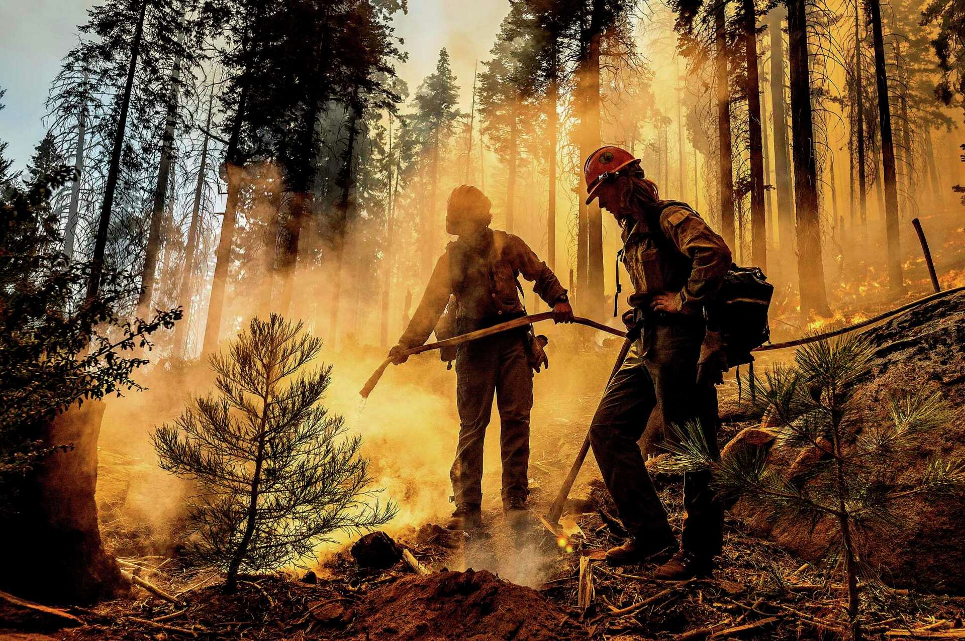 General Sherman tree undamaged by KNP blaze; Windy Fire burns into ...