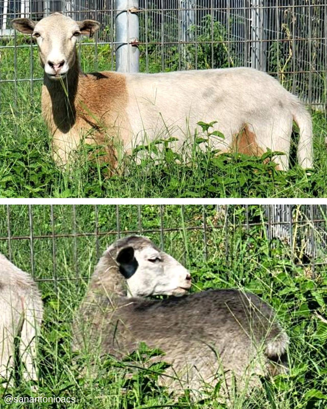 Photos: Runaway sheep lead San Antonio police on a chase on the West Side