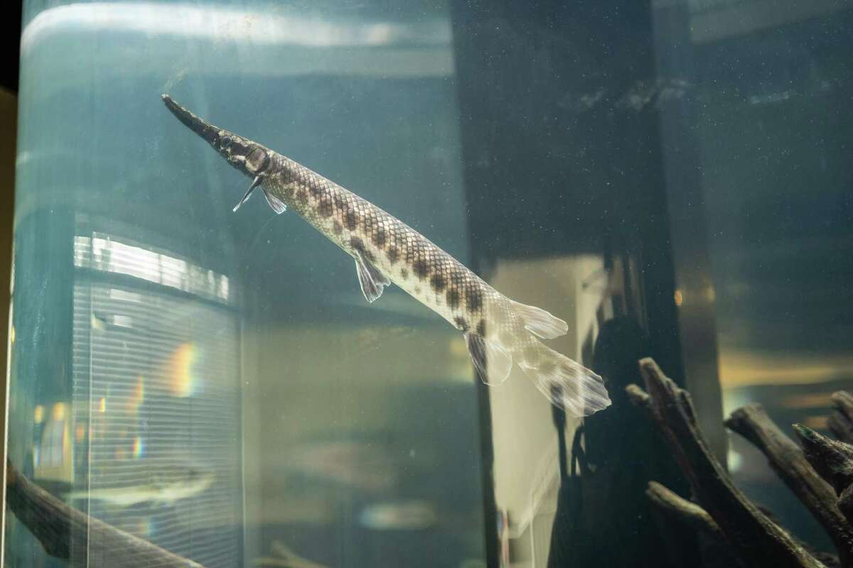 Explosive growth endangers unique wildlife, critical waters of San ...