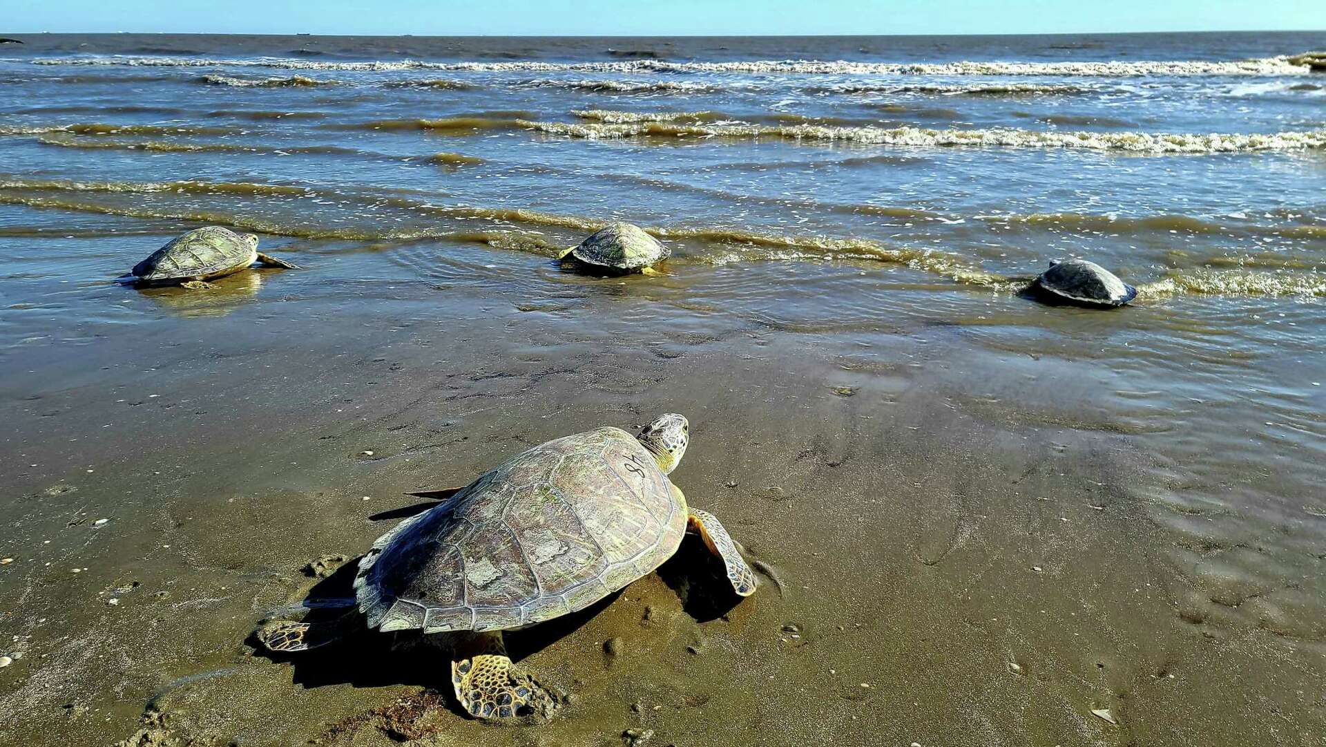 Dying sea turtles turning up on the Texas coast in record numbers