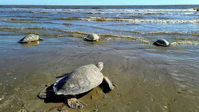 Dying sea turtles turning up on the Texas coast in record numbers