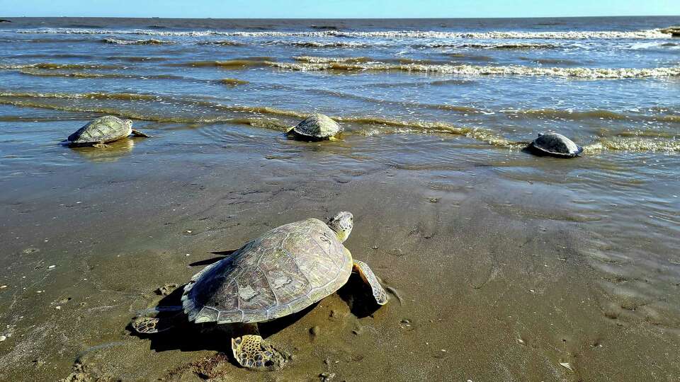 Dying sea turtles turning up on the Texas coast in record numbers