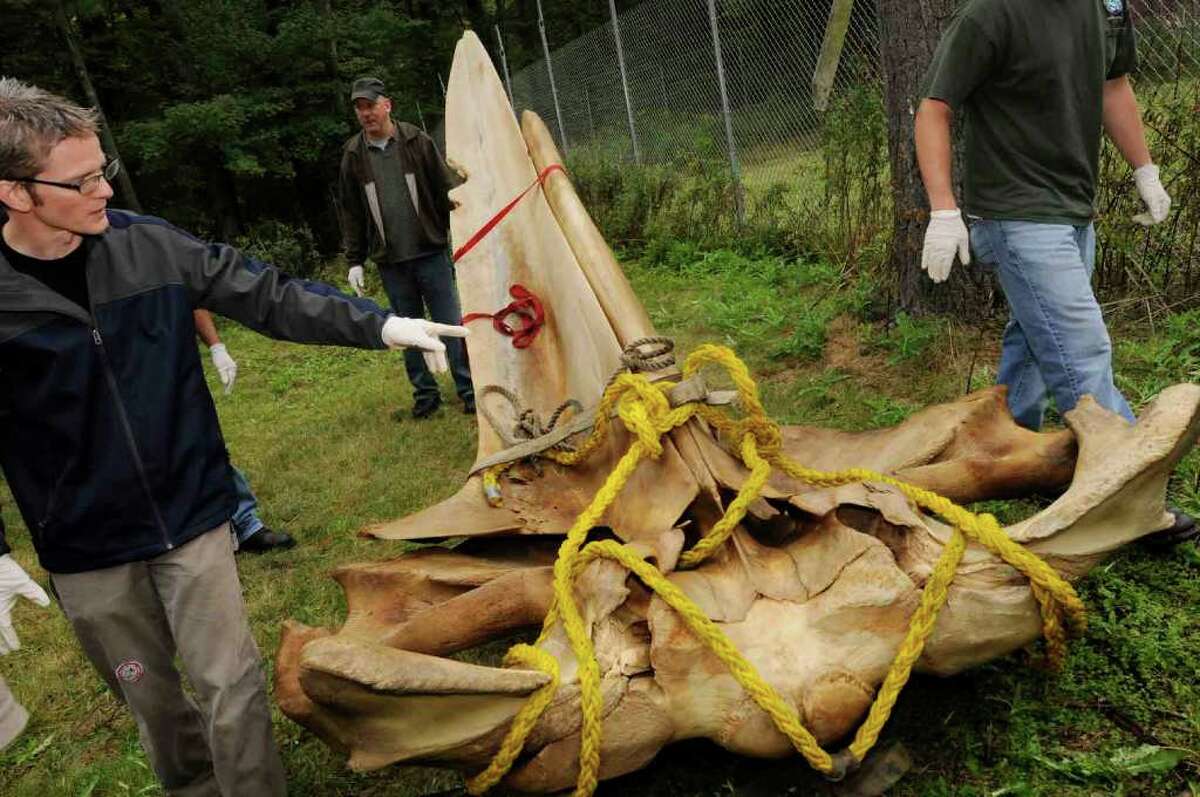 State Museum sees rotting whales as displays in the raw