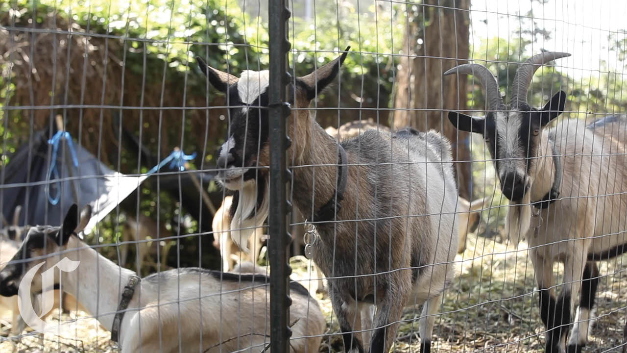Hungry goats prevent fires, remove invasive plants in San Francisco hills