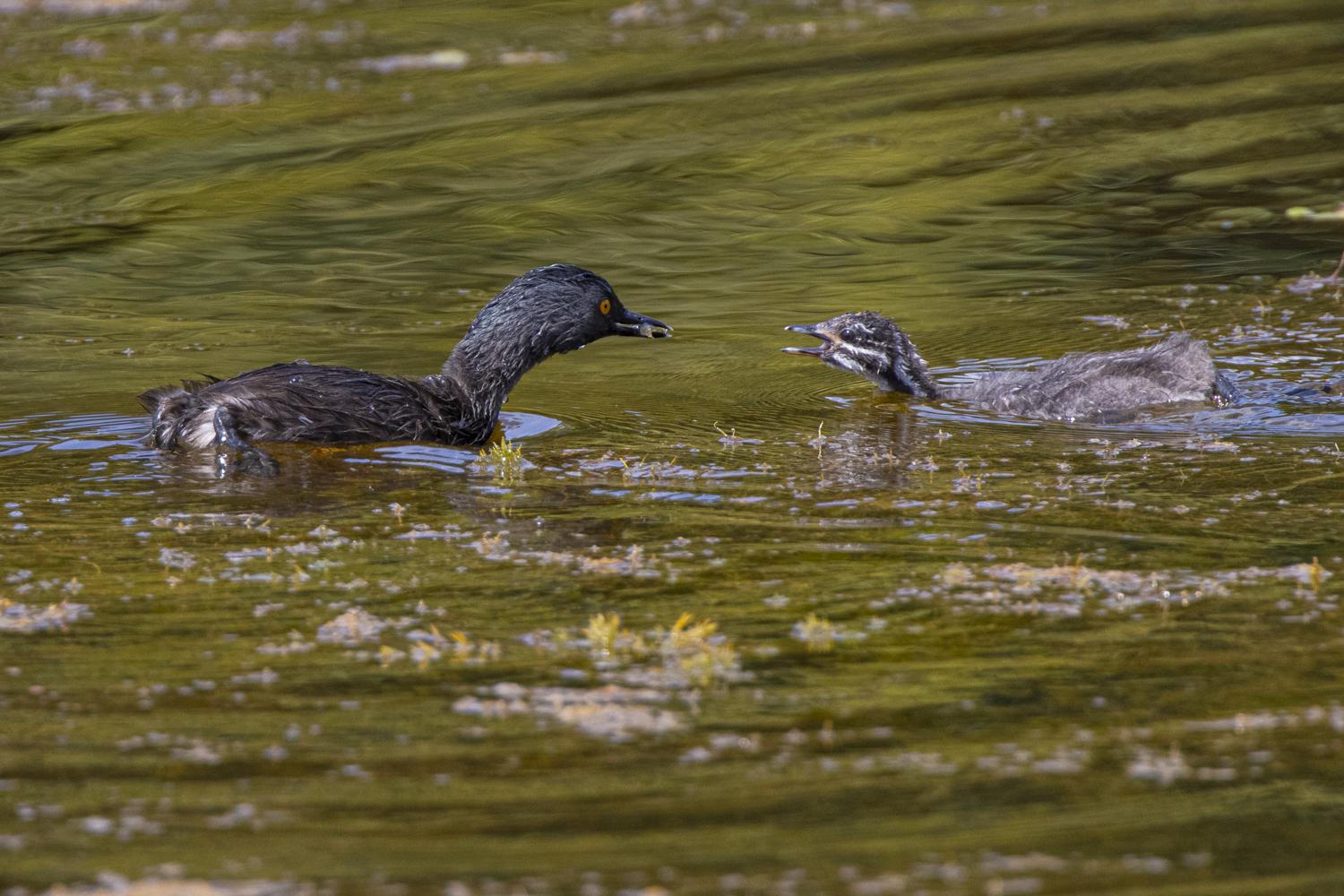 Tropical least grebe birds move into Houston’s Memorial Park from ...