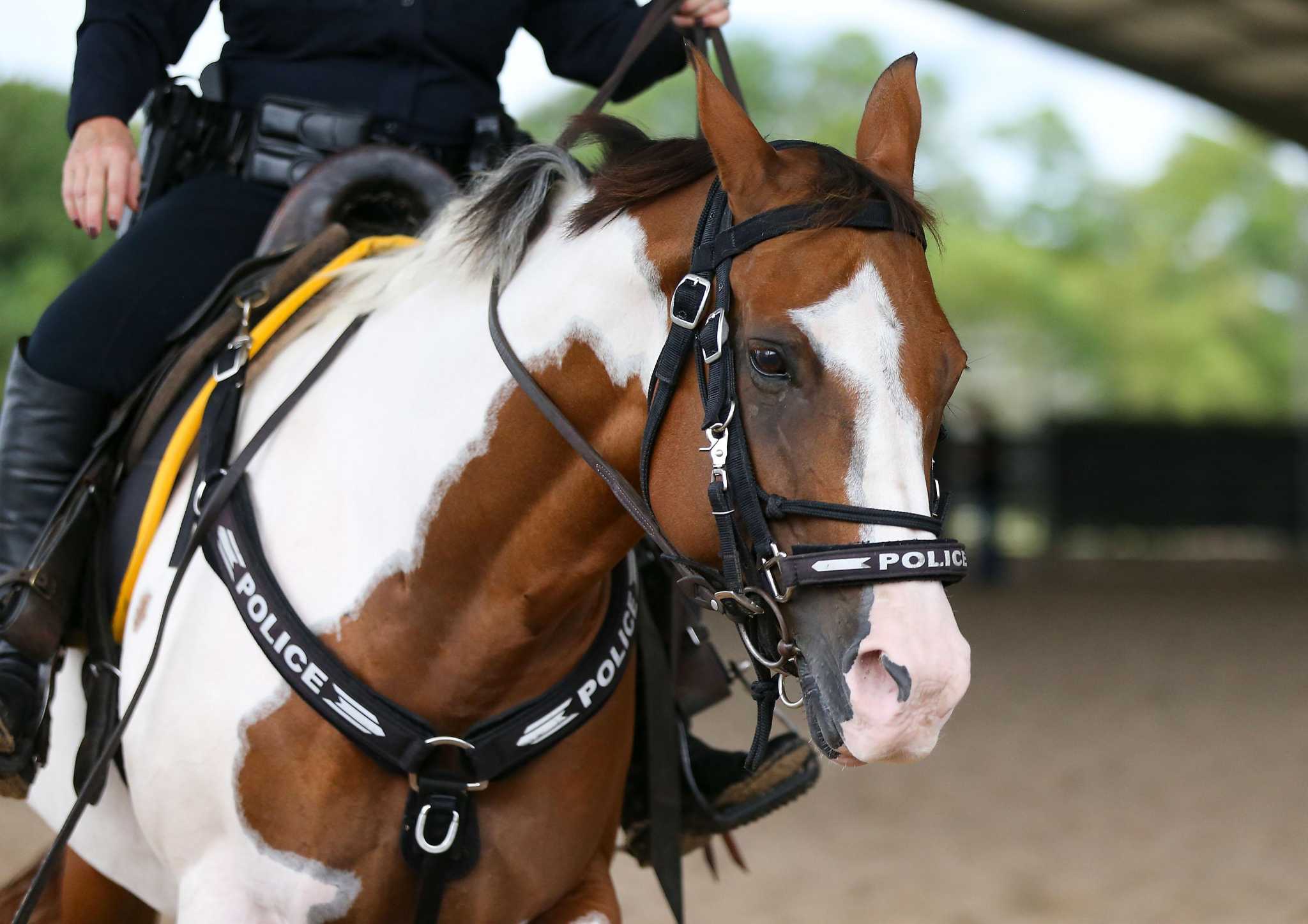 New Acres Homes horse, named Matilda, joins Houston police’s mounted patrol