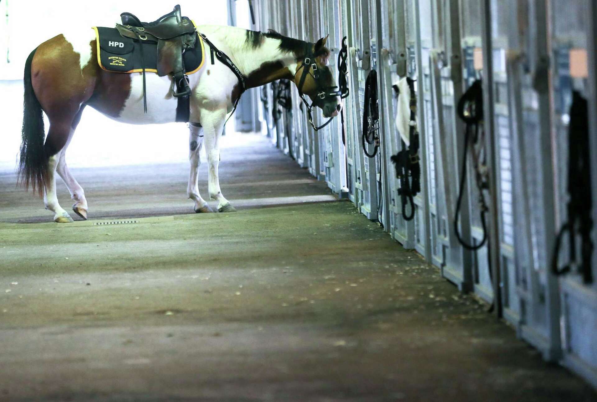 New Acres Homes horse, named Matilda, joins Houston police’s mounted patrol