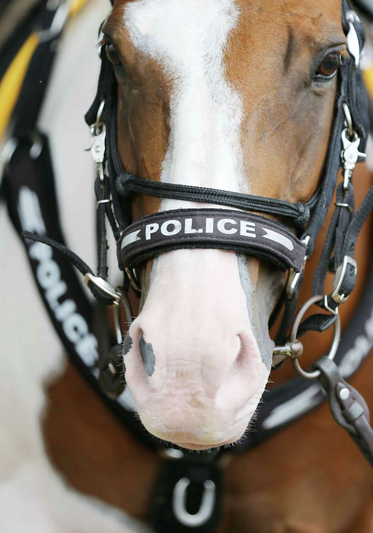 New Acres Homes horse, named Matilda, joins Houston police’s mounted patrol