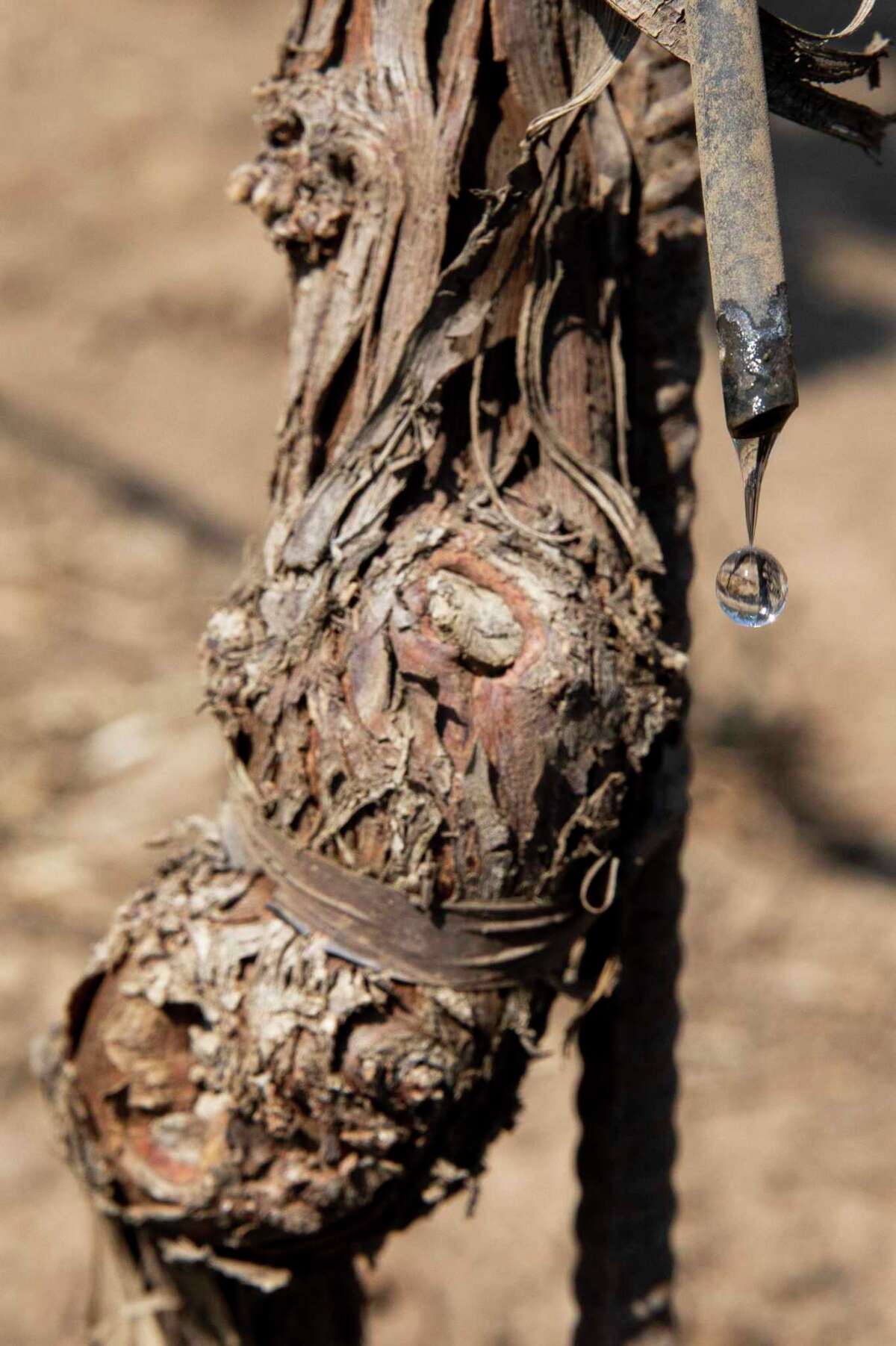 California vineyards can still make great wine even with limited water ...