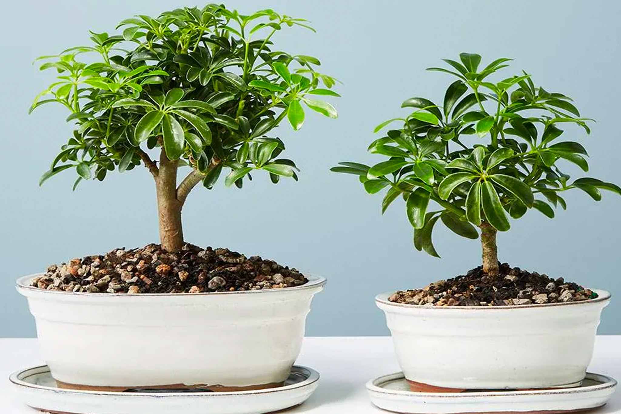 This 20 Off Sale On Office Plants Really Takes The Edge Off Capitalism This 20 Off Sale On Office Plants Really Takes The Edge Off Capitalism