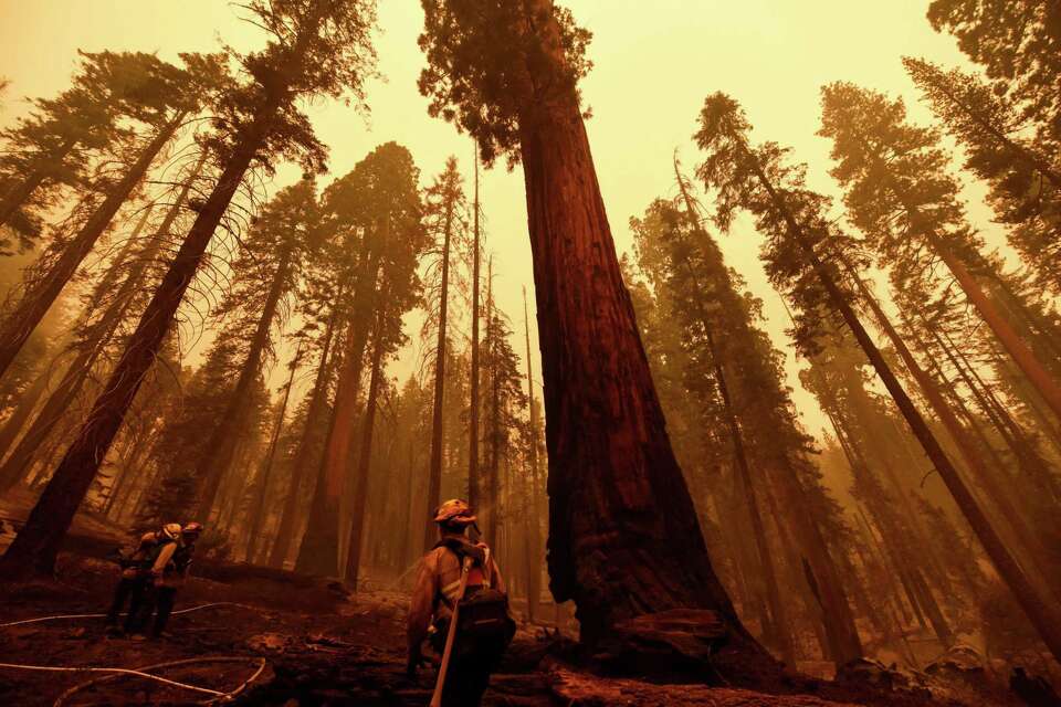Southern Sierra wildfires wiping out giant sequoia trees for 2nd year ...