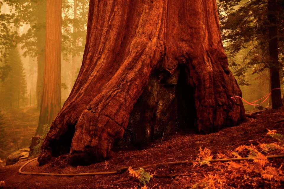 Southern Sierra wildfires wiping out giant sequoia trees for 2nd year ...