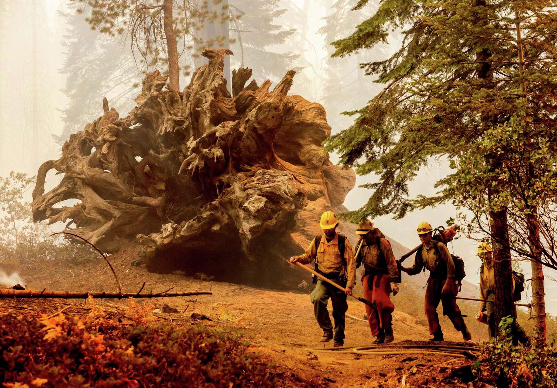 Southern Sierra wildfires wiping out giant sequoia trees for 2nd year ...