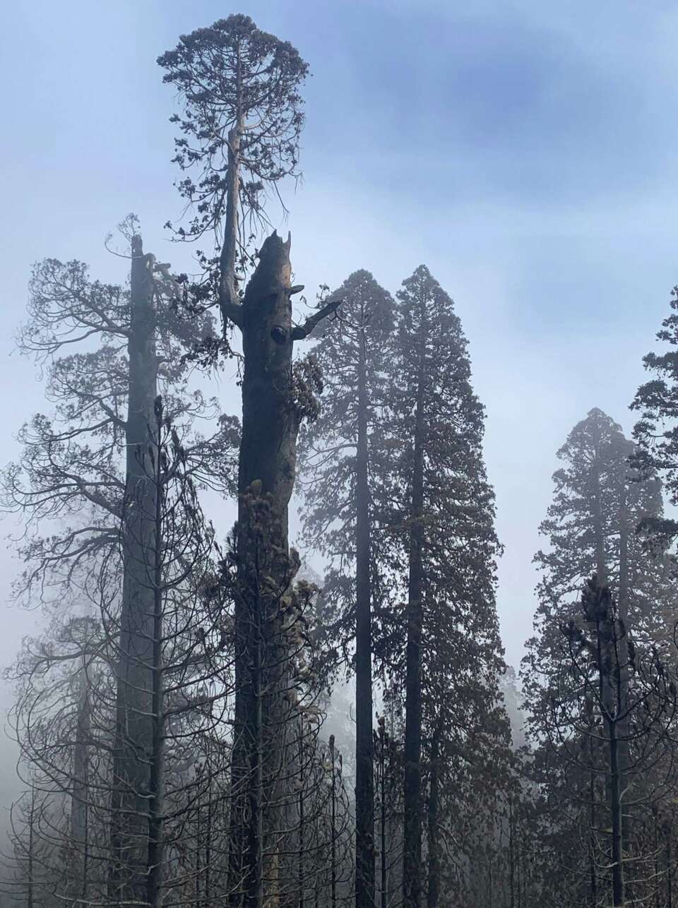 Southern Sierra wildfires wiping out giant sequoia trees for 2nd year ...