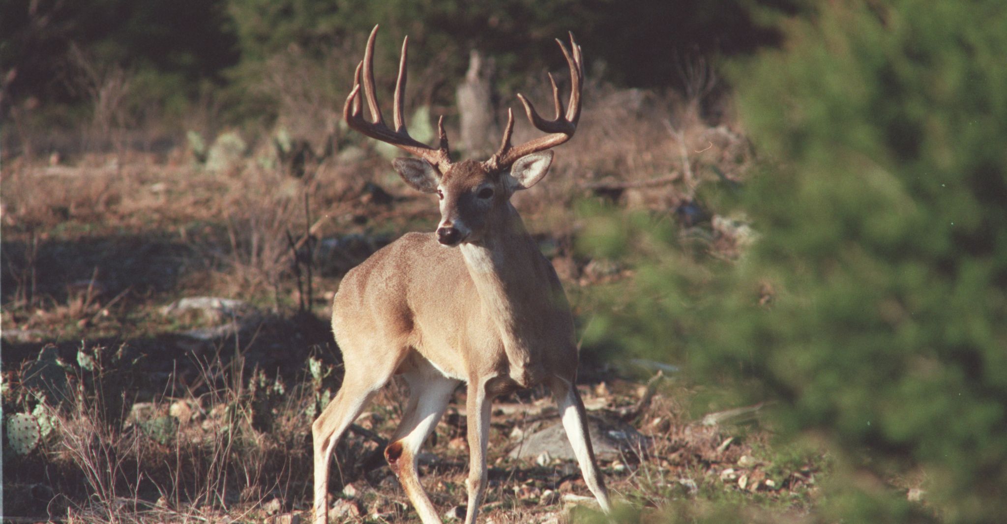 Deer season: How hunters can help monitor for CWD