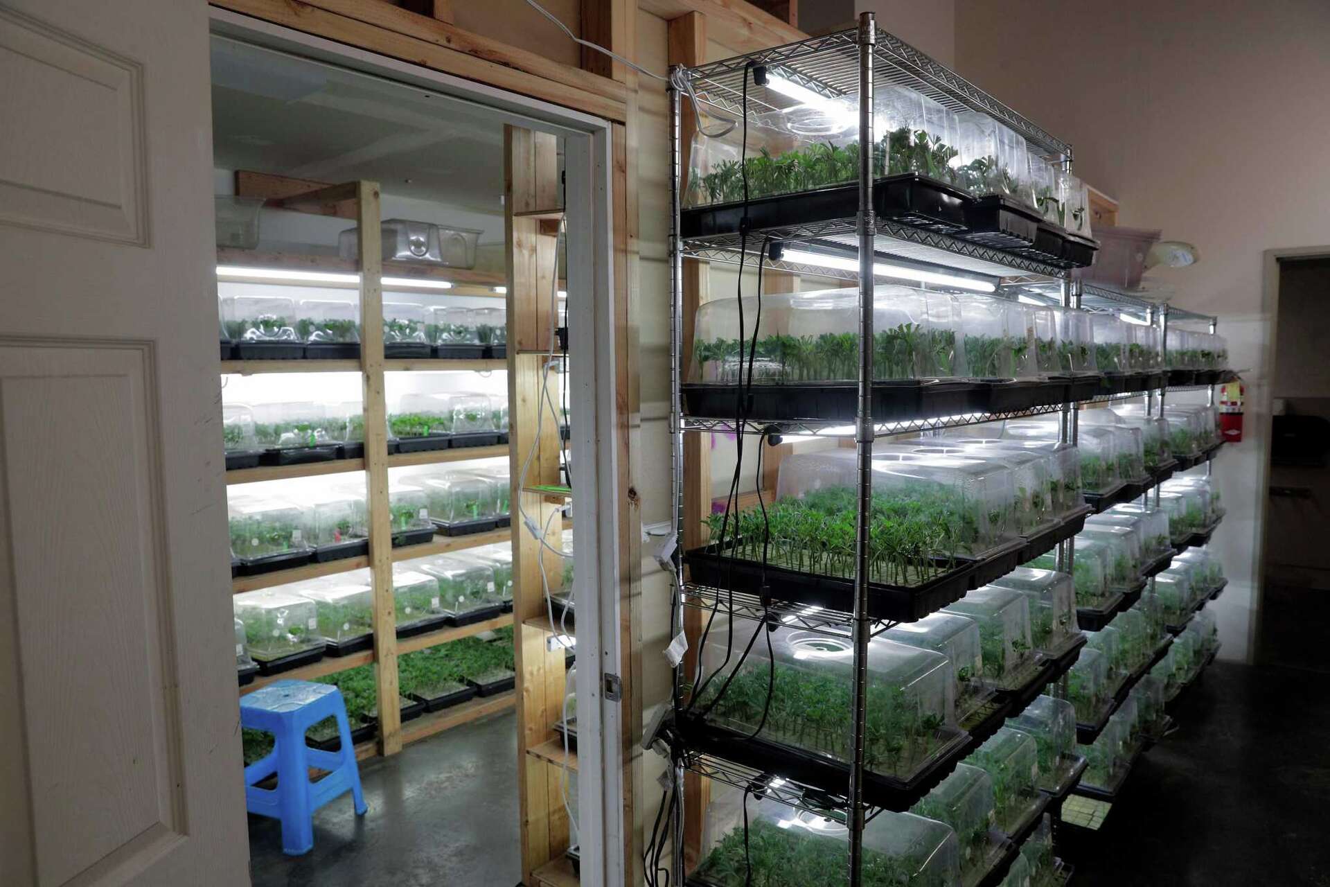 Inside the Bay Area’s biggest-ever marijuana bust: gym bags stuffed ...