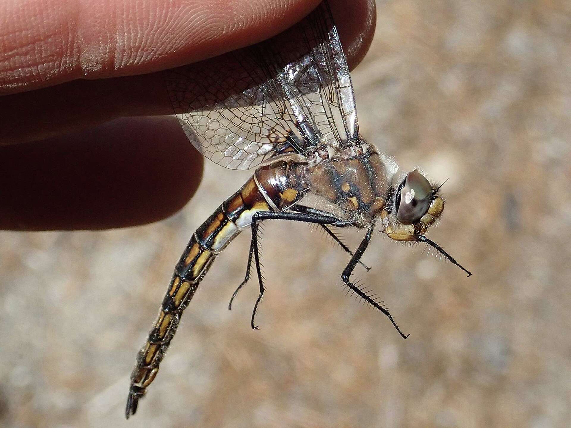 Dragonfly species missing for more than 100 years is spotted anew at ...