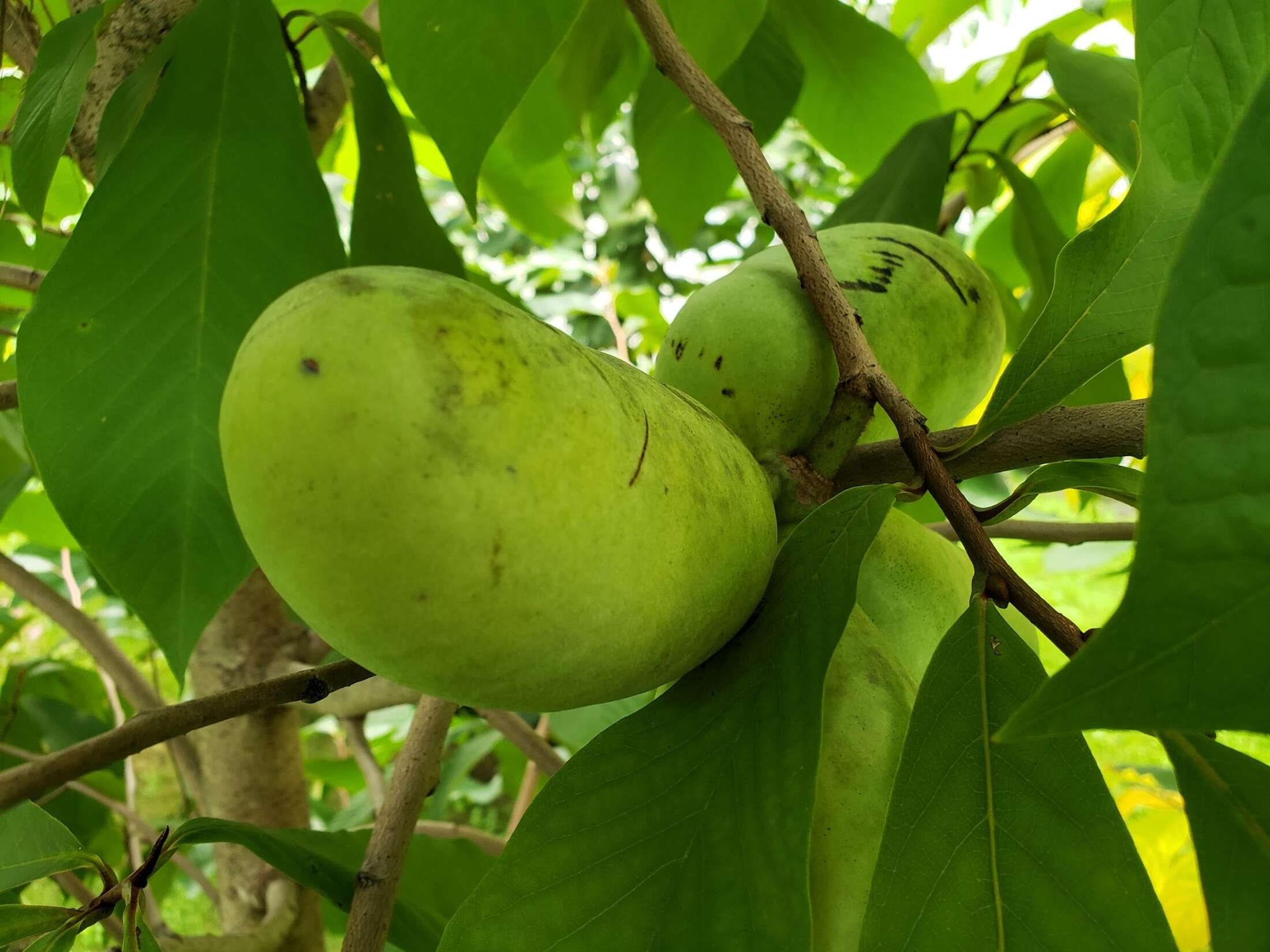 The six-year journey to growing pawpaws in Canajoharie