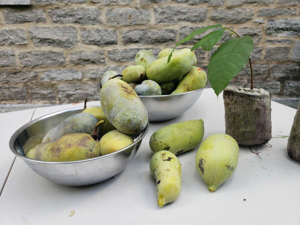 The six-year journey to growing pawpaws in Canajoharie