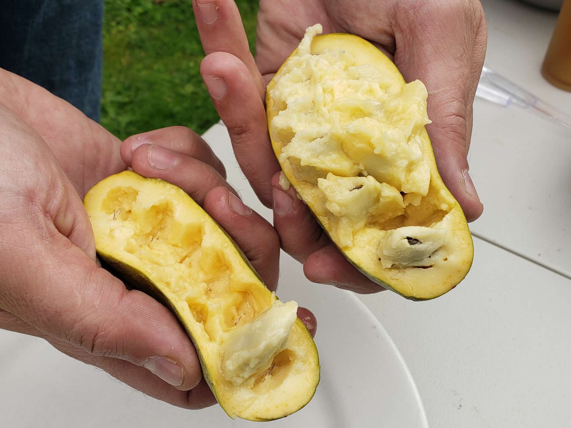 The six-year journey to growing pawpaws in Canajoharie