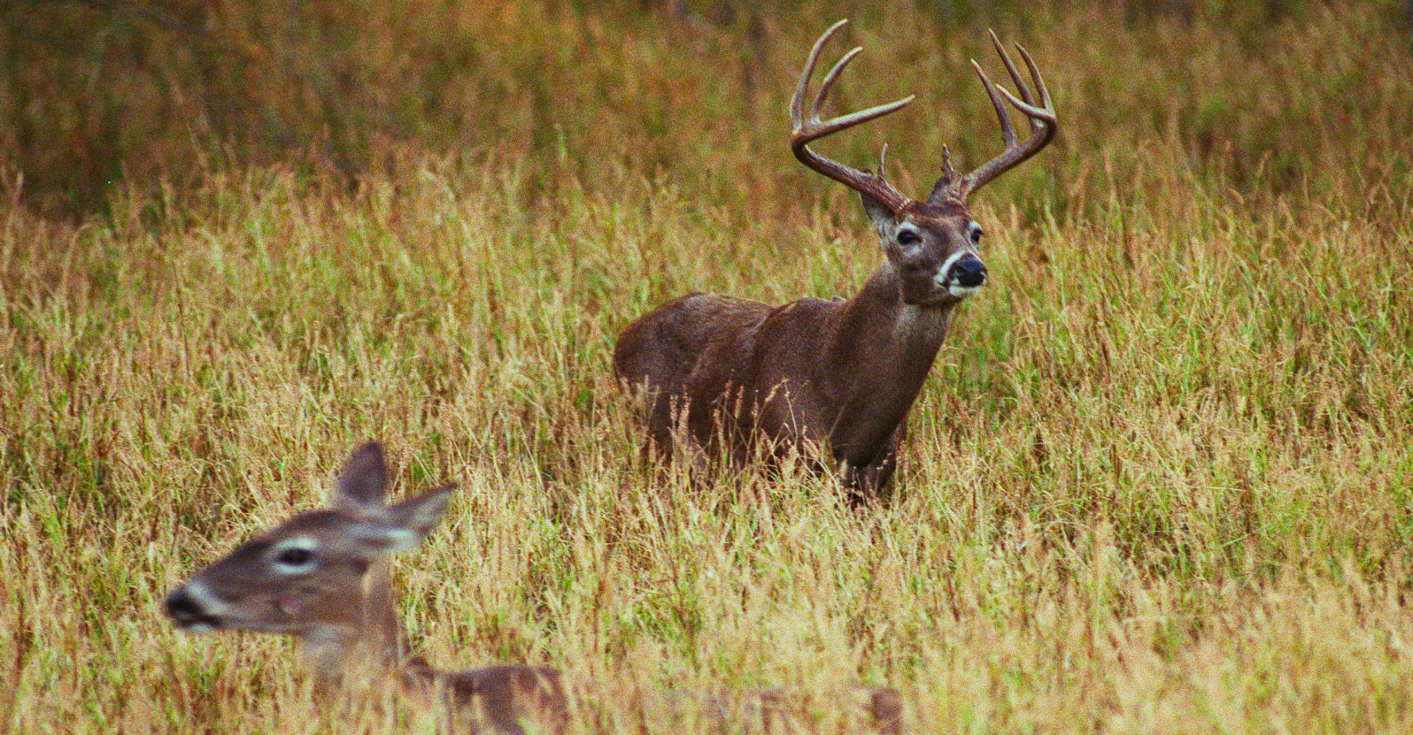 The 44 Texas counties with CWD-exposed release sites
