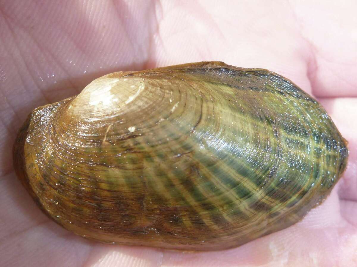 Three types of mussels in Guadalupe River may be added to endangered ...