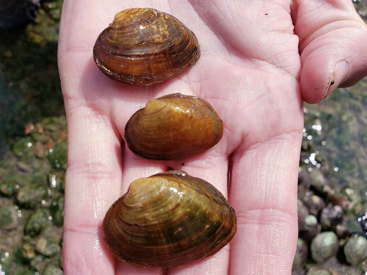 Three types of mussels in Guadalupe River may be added to endangered ...