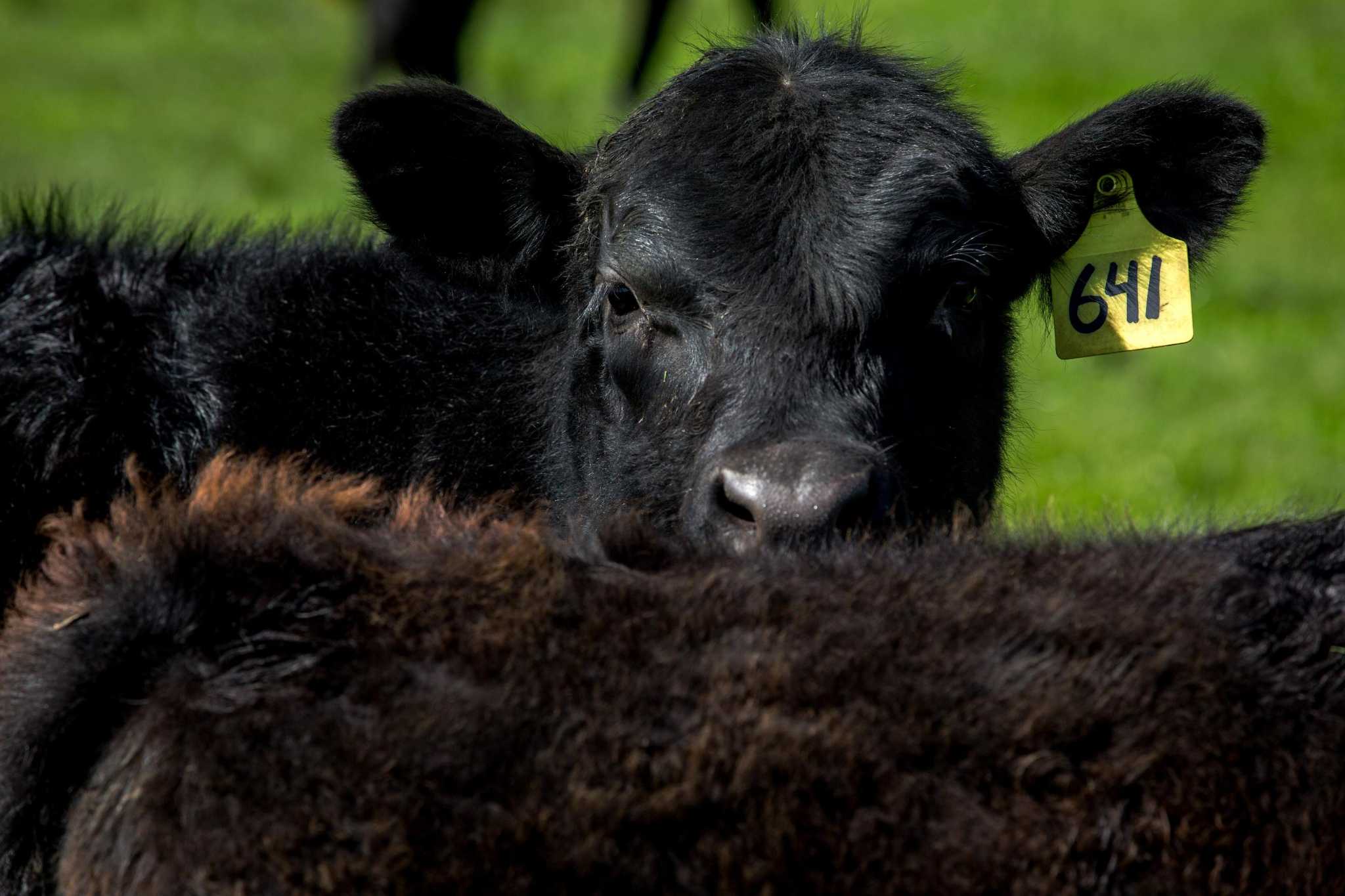 UConn beef cattle to be sold at Middlesex Livestock Auction