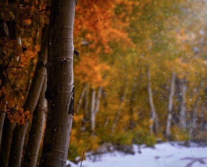 Stunning California photos capture how snow meets fall in 'snowliage'