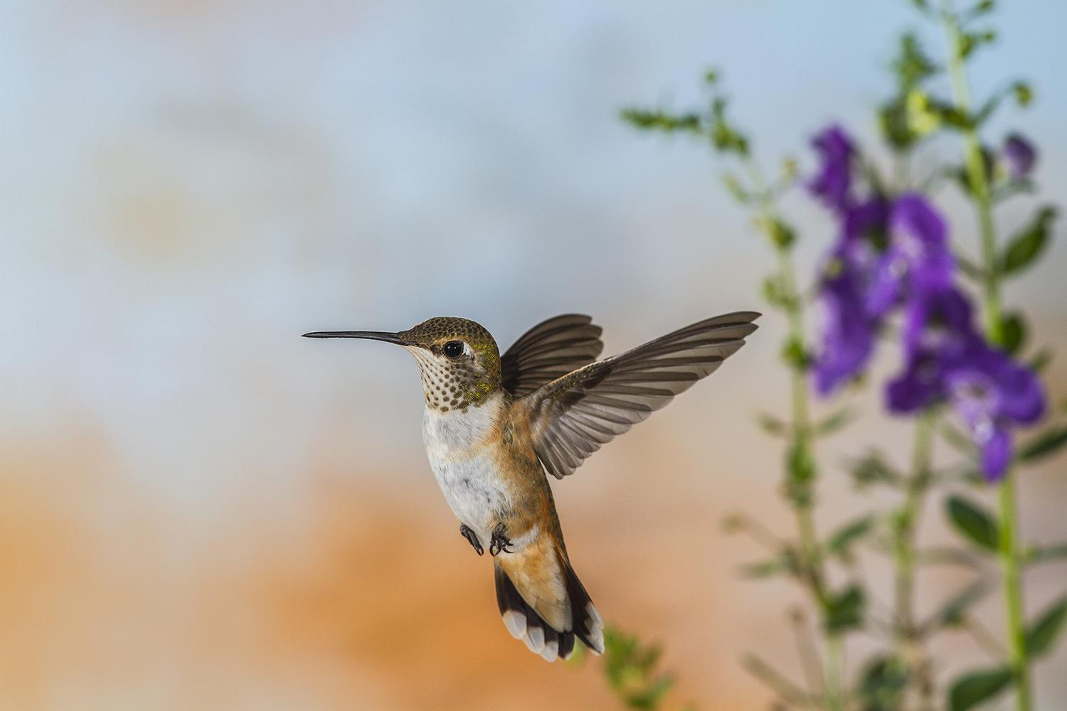 Rufous hummingbirds are looking for fall nectar around the Gulf Coast