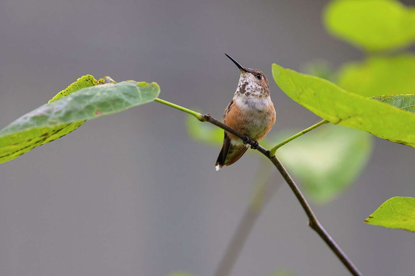 Rufous hummingbirds are wintering in Houston — and they're hungry