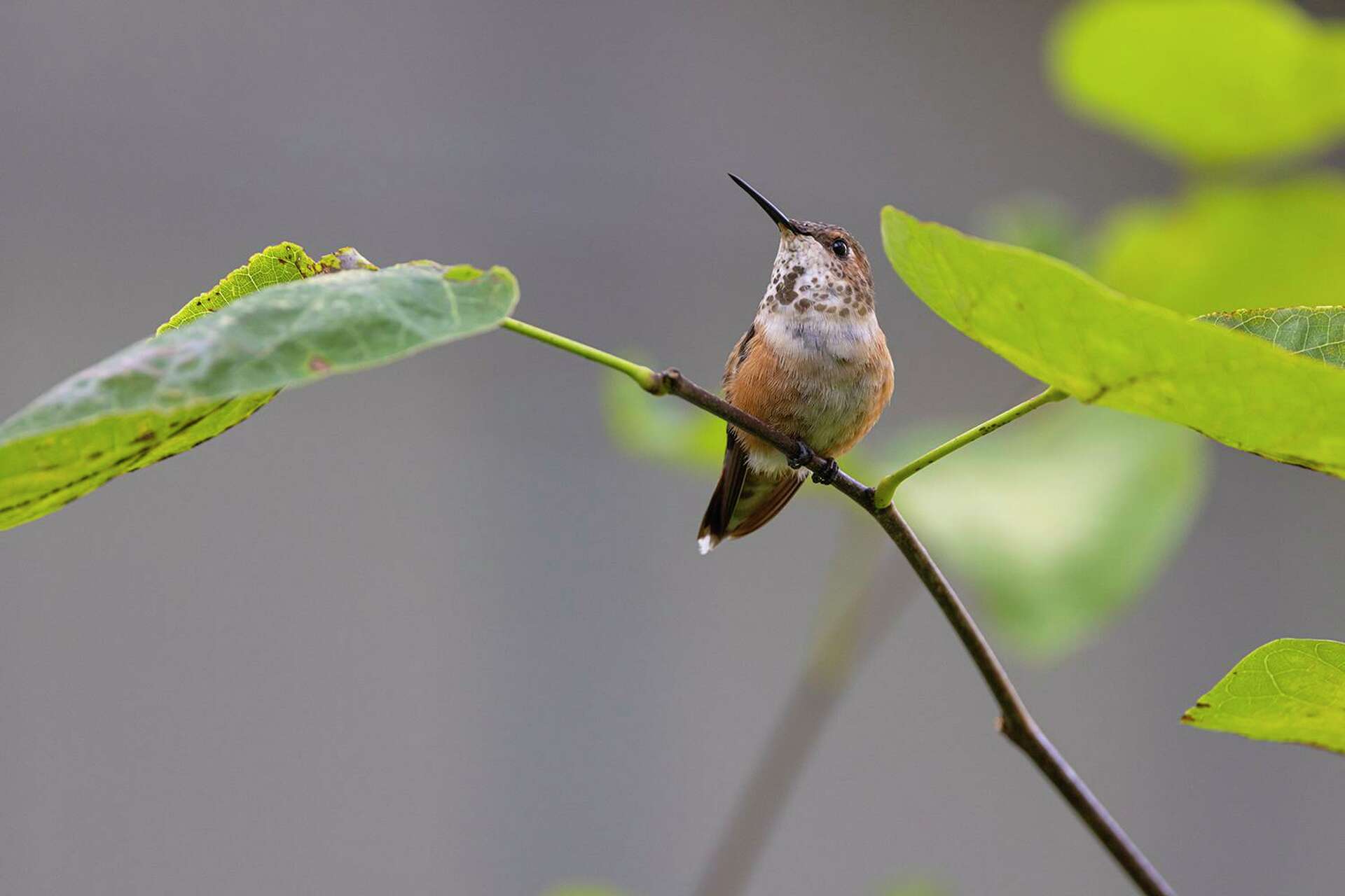 Rufous hummingbirds are wintering in Houston — and they're hungry