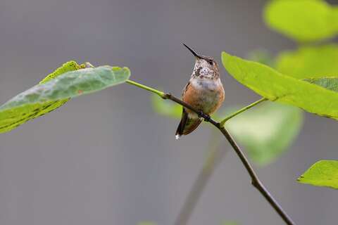 Rufous hummingbirds are wintering in Houston — and they're hungry