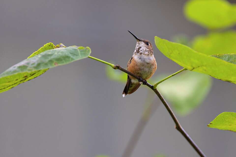 Rufous hummingbirds are wintering in Houston — and they're hungry