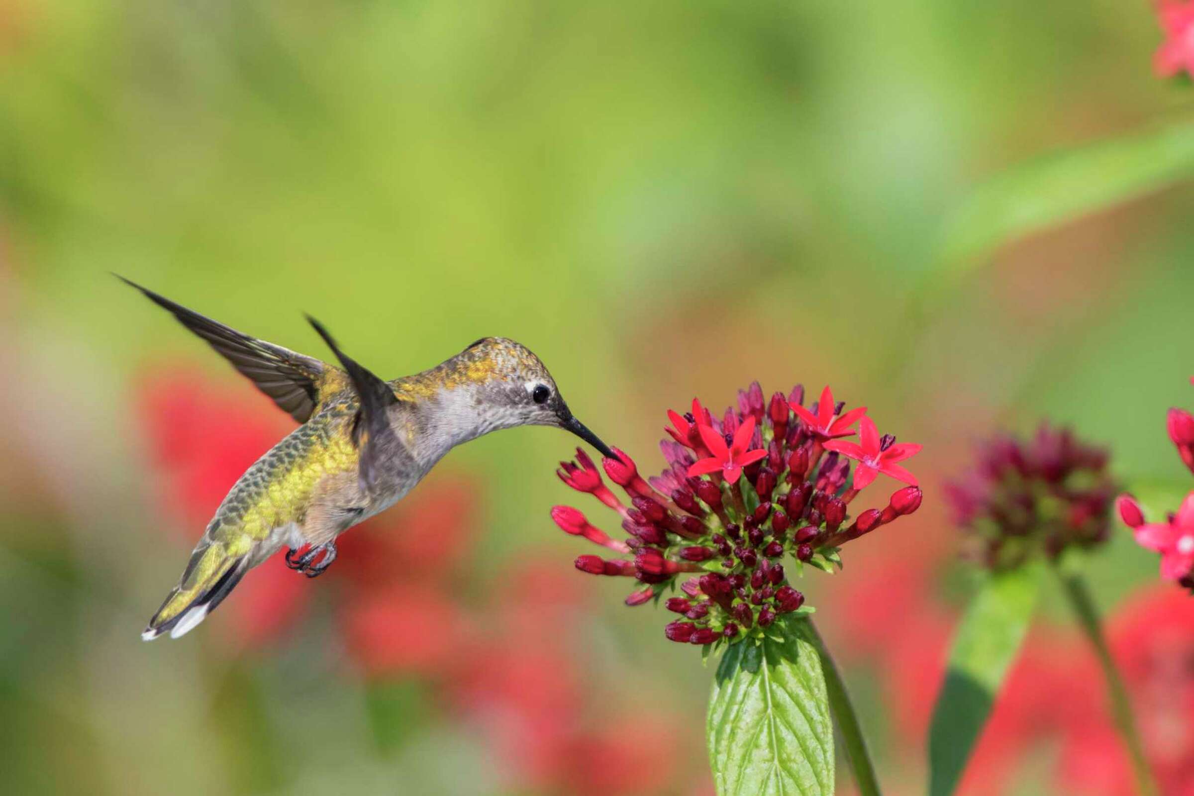 Here are plants that attract nectar-loving hummingbirds in Houston