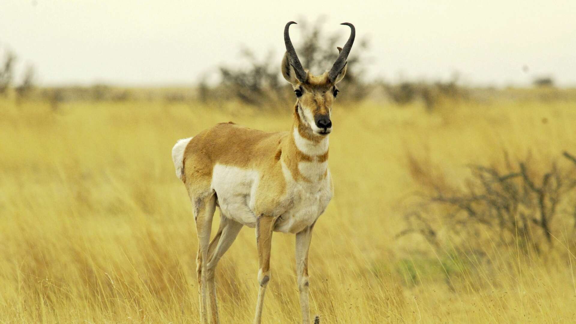 $1k reward offered in Texas case of 5 dumped pronghorn carcasses