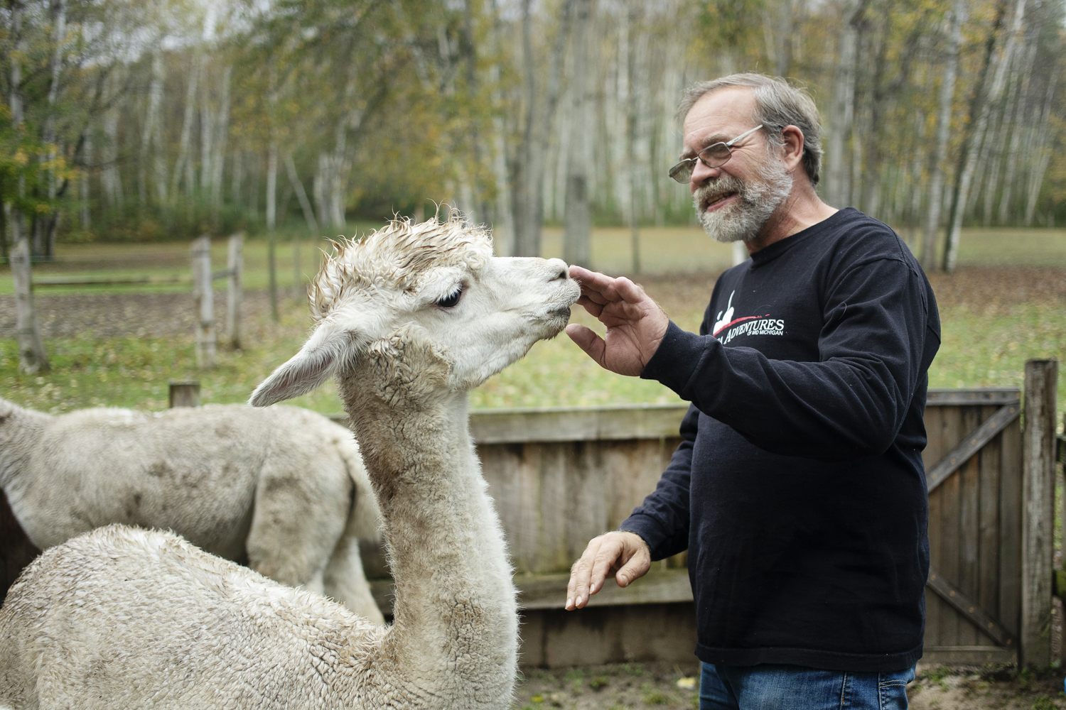 Alpaca Fall Bazaar to conclude successful run in Auburn