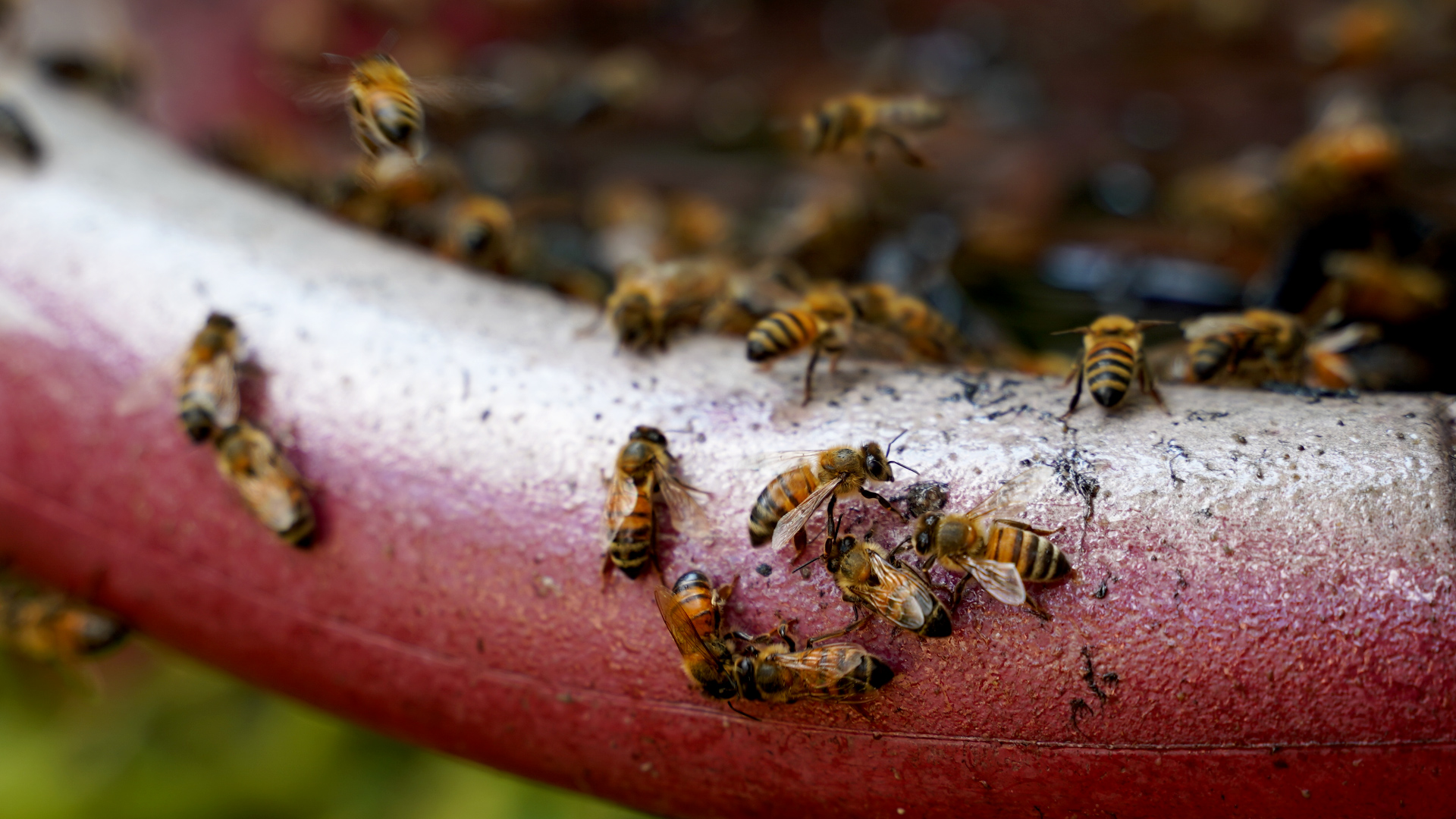 From Meyerland to Third Ward, Houston bees make honey flavors for each ...