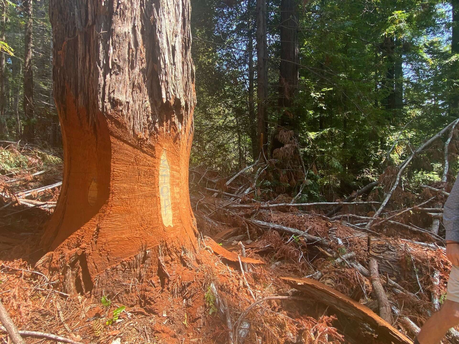 Calif. state forest is ground zero in a redwood logging war