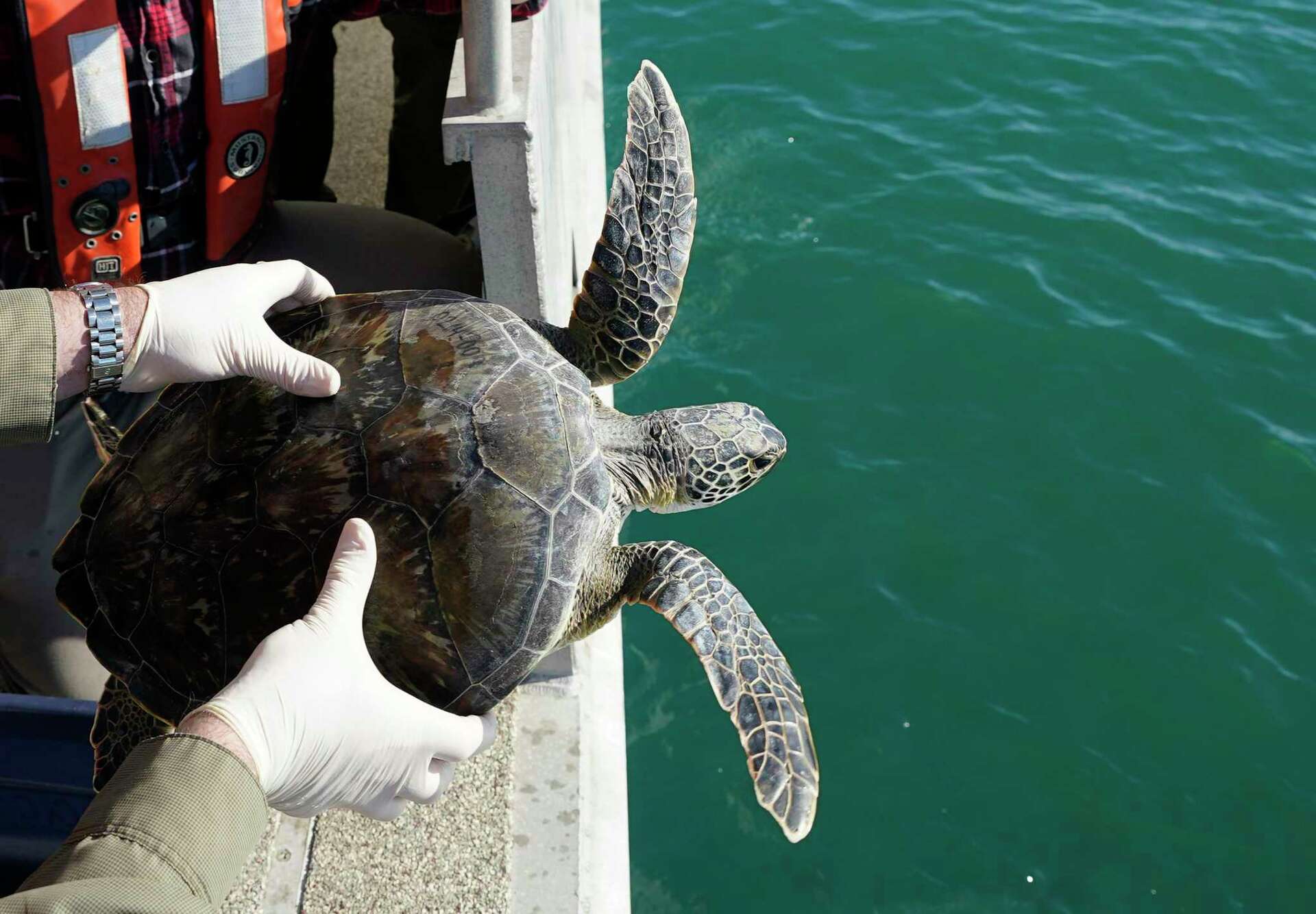 Houston Zoo, Texas A&M partner in sea turtle rescue along Texas coast