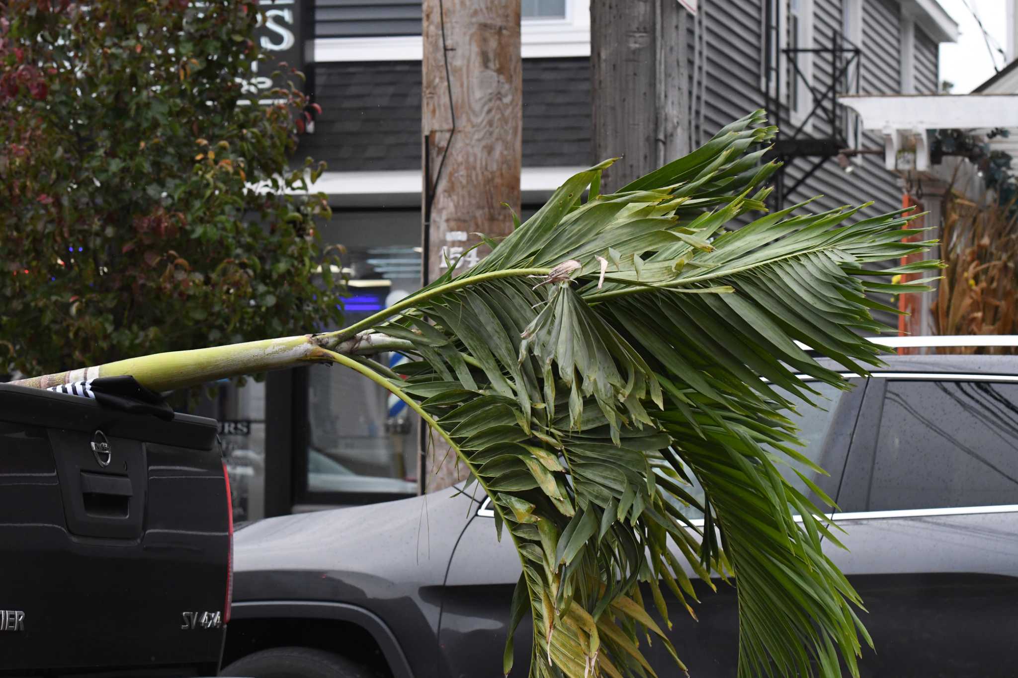 No hotbed of tropical plants, Schenectady is home to palm tree sale