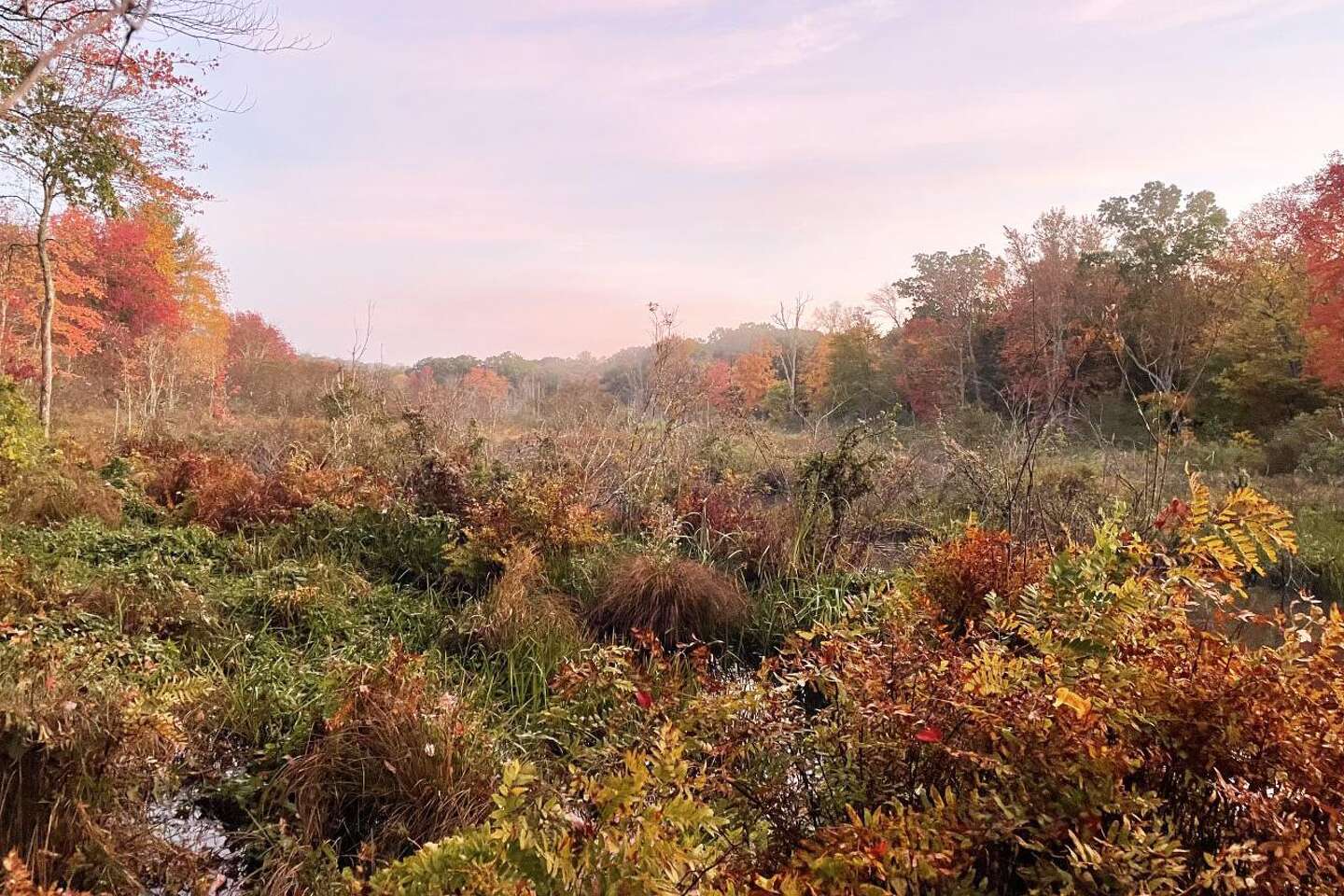It's migratory bird hunting season in Connecticut. Here's what to know