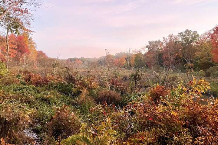 It's migratory bird hunting season in Connecticut. Here's what to know