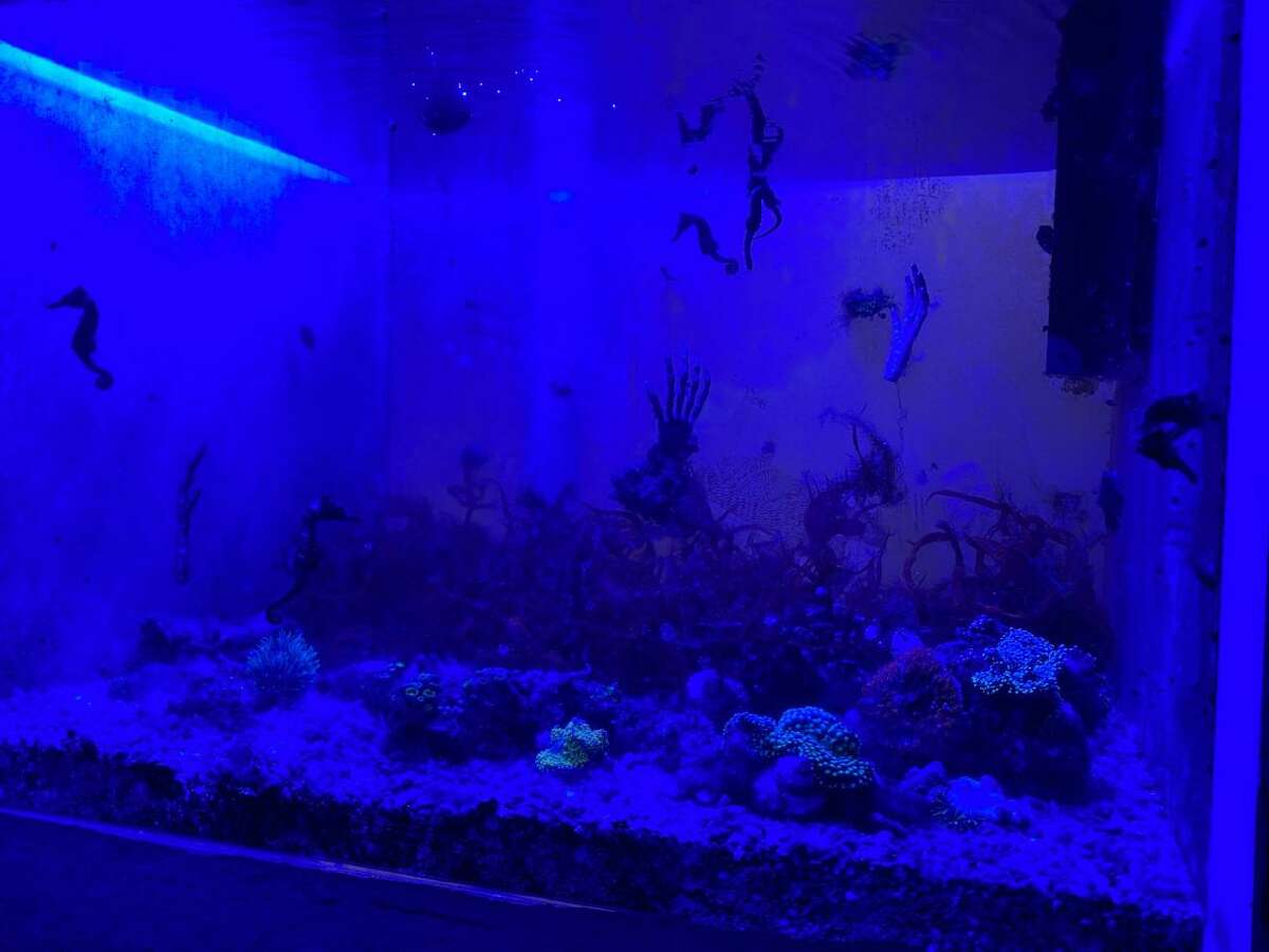 Interactive Aquarium offers hands-on experience for animal lovers