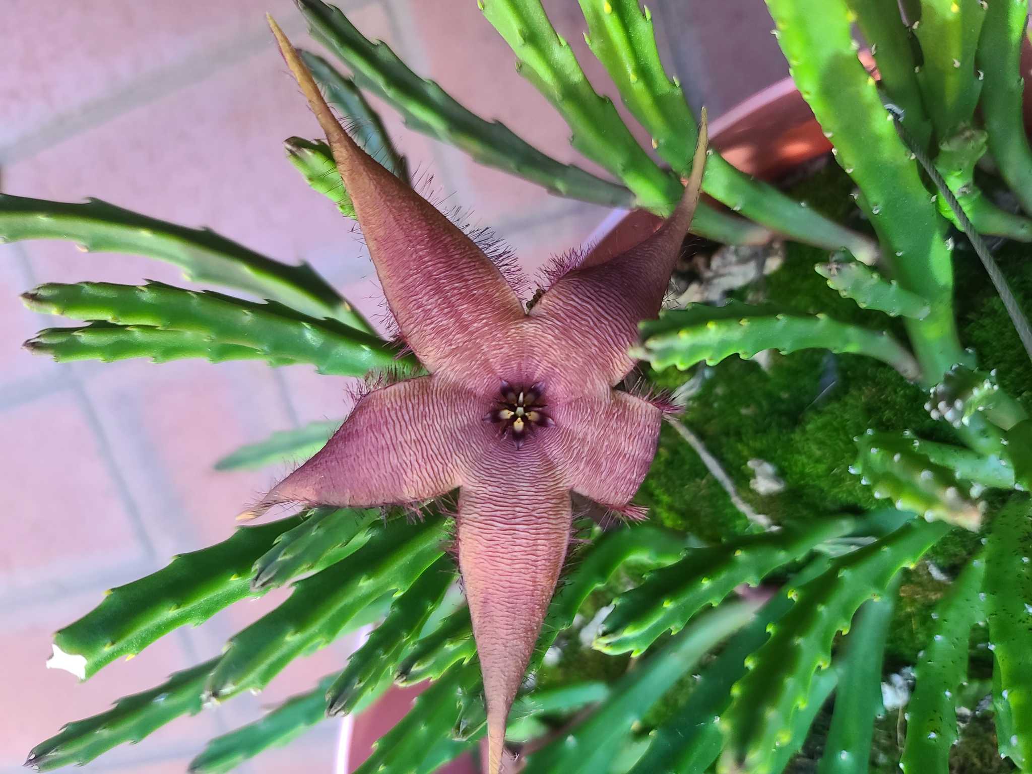 With these 4 spooky plants, the garden is ready for Halloween