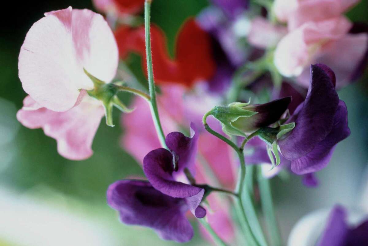 Good winter flowers for sun or shade in San Antonio gardens: cyclamen ...