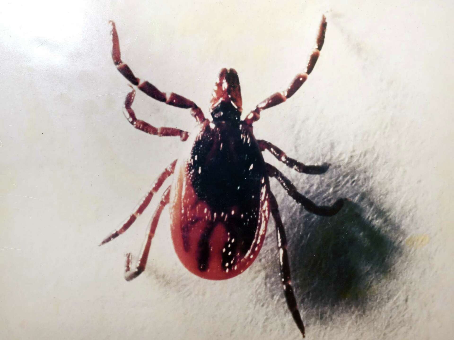 Blumenthal secures federal money for tick research in Connecticut